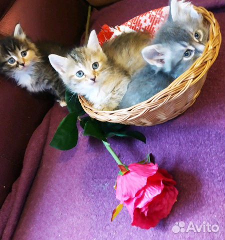 Котята