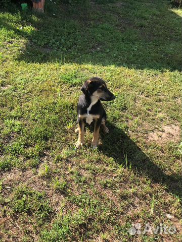 Смышлёный мальчишка