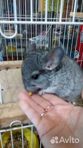 Шиншиллята - малыши от заводчика