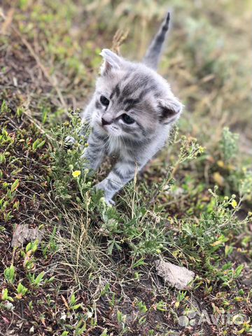 Продаю котёнка шотландская прямоухая девочка
