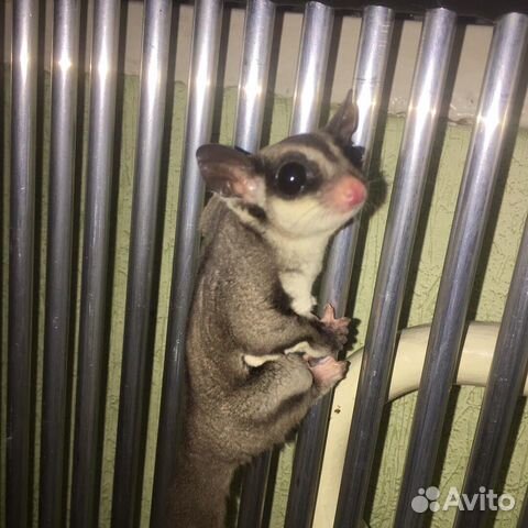 Сахарный поссум