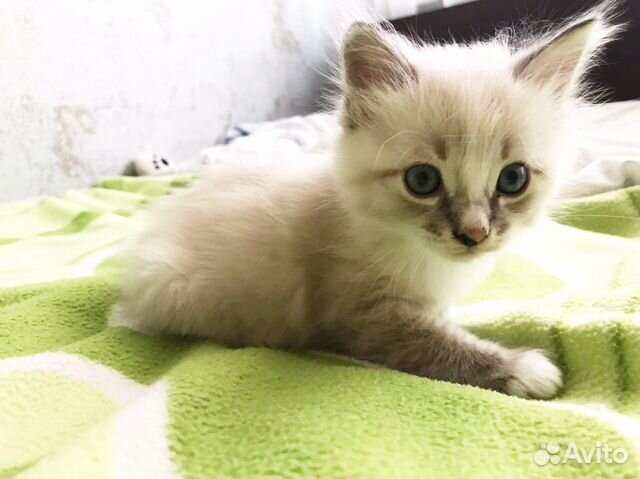 Продадим красивых котят