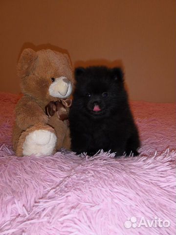 Шпици мальчики