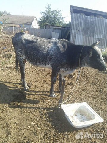 Продаю корову первый отел отелилась в феврале