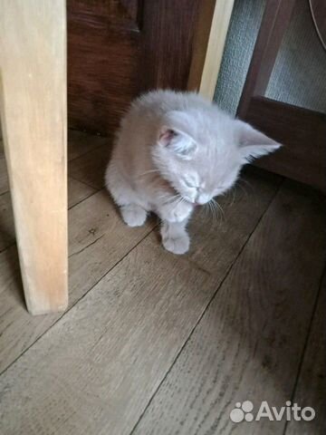 Котенок