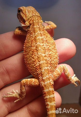 Бородатая агама