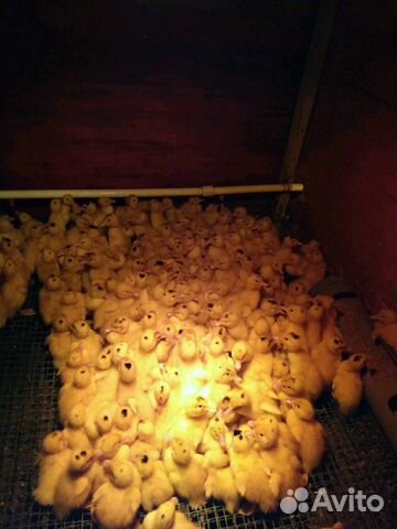 Утки-муларды в наличии (подрост)