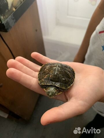 Красноухая черепаха малыш