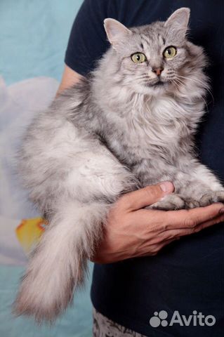 Красивая кошечка Даша ищет дом