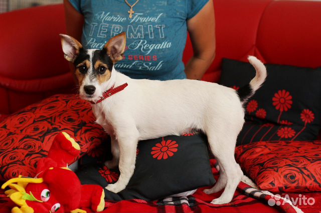 Щенок Парсон Рассел терьер Ричи