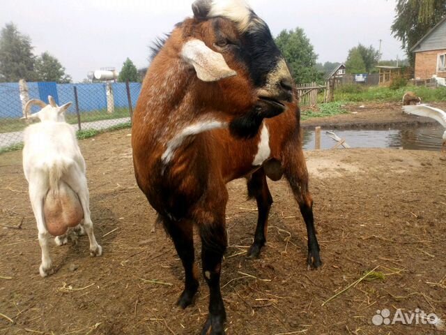 Козлята, козы