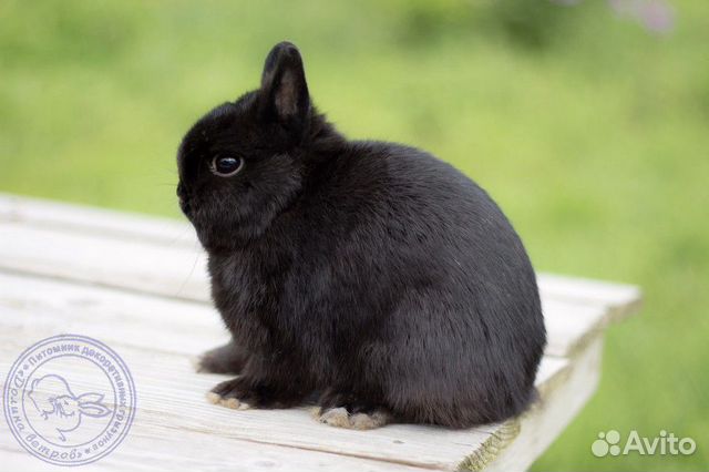 Декоративные крольчата минор, окрас черный