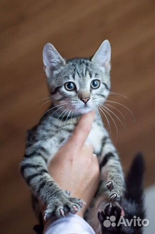 Маруся ищет дом