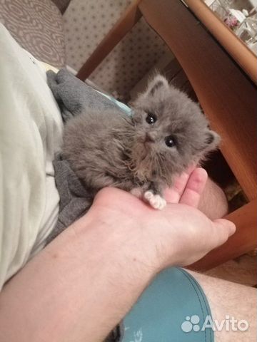 Котенок метис