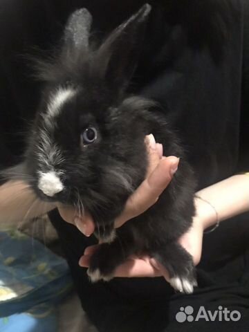 Отдаю кролика