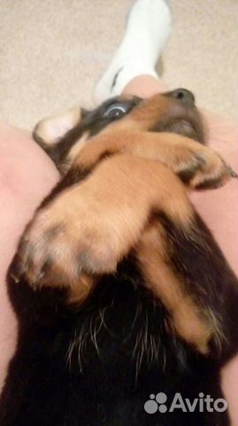 Продам щенков ратвейлера