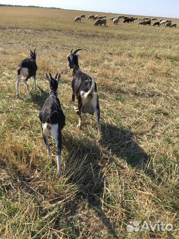 Дойная коза