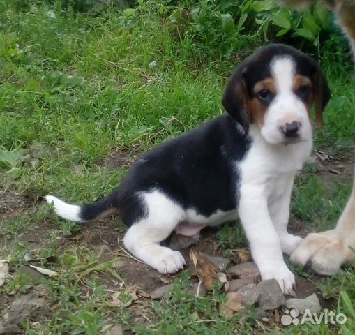 Продам щенка эстонской гончей