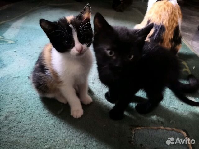 Котятки в добрые руки