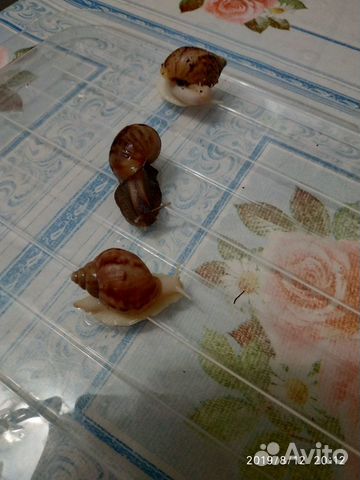 Отдаю в дар улиток ахатин. Возраст примерно 3 мес