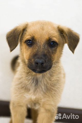 Девочка Фанта, 2 мес., в дар в добрые руки