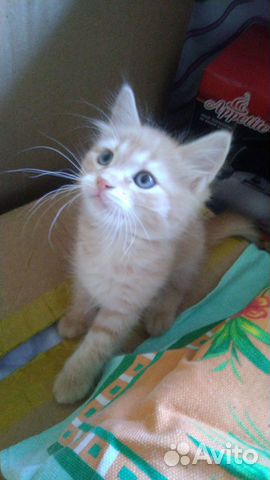 Рыжий котенок мальчик 1,5мес в добрые руки