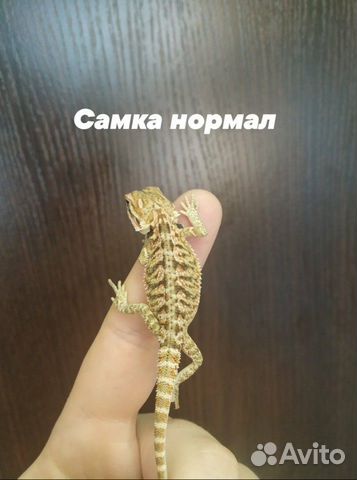 Бородатая агама