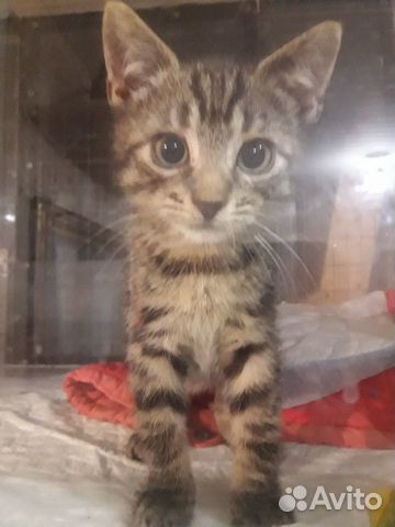 Отдается котенок