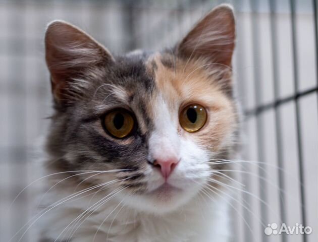 Трёхцветная кошечка-талисман принес удачу в дом