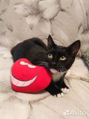 Кошечка Ночка в поисках любви и дружбы