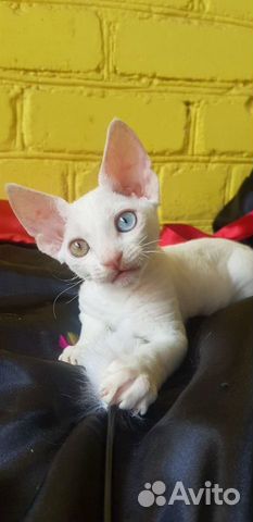 Разноглазый рекс