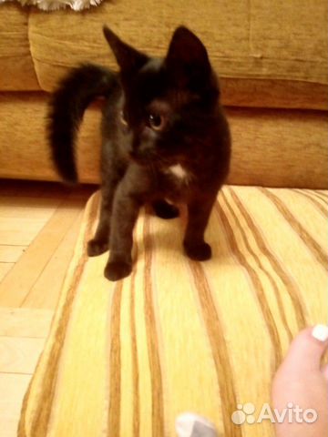 Котик