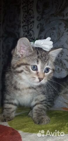 Булочка в добрые руки