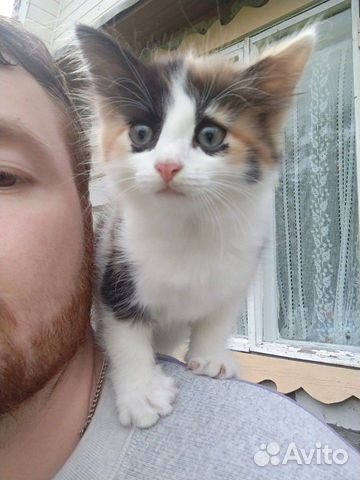 Отдам прекрасного, умного котенка