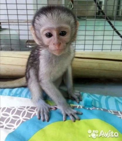 Обезьянка капуцин
