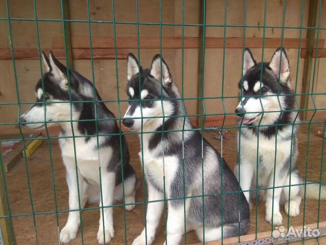 Высокопородные щенки Хаски