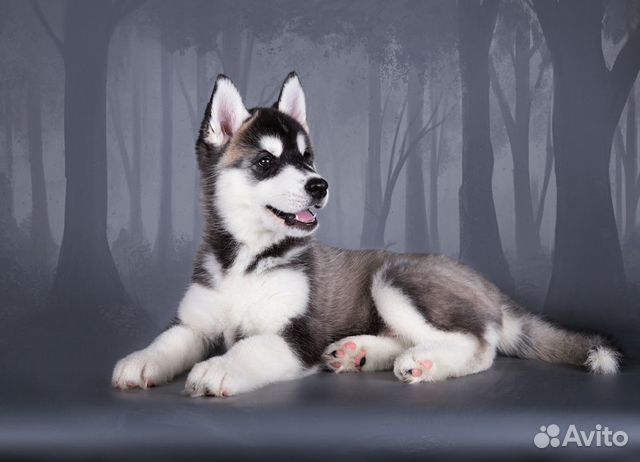 Элитные щенки породы Сибирский хаски из питомника