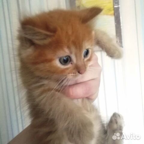 Котёнок
