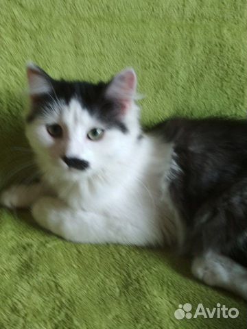 Котенок Рудик, 4 мес, ищет дом