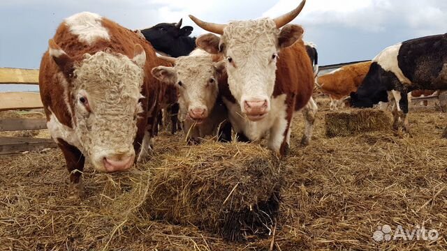 Племенной крс на воспроизводство