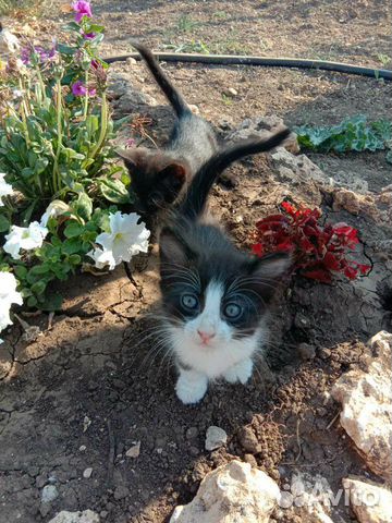 Котята безплатно