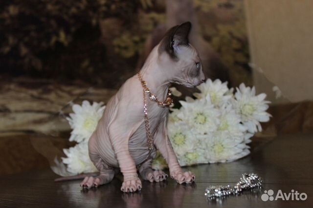 Продаются котята Донского сфинкса