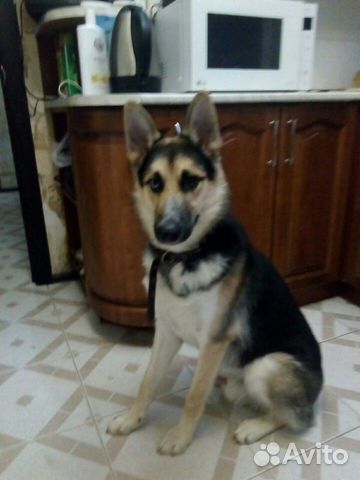 Овчарка помесь с хаски