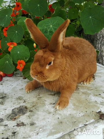 Кролики Новозеланские красные и Белые есть серебро