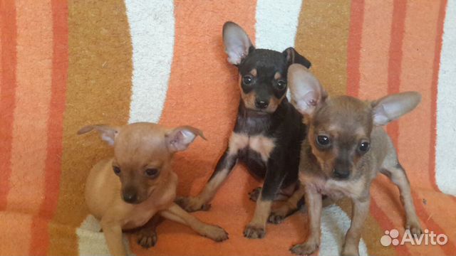 Той-терьеры