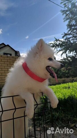 Щенки японского шпица