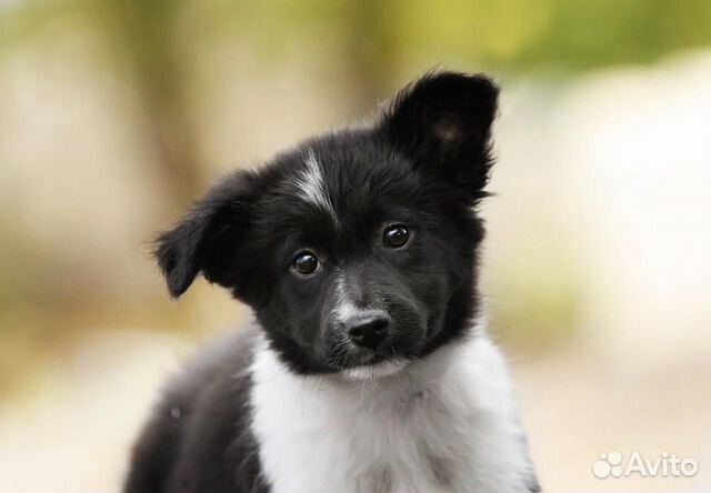 Моника- одна из четырех щенков 2 мес. Небольшого р