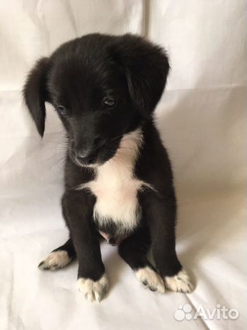 Щенок ищет дом