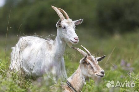 Козел на мясо