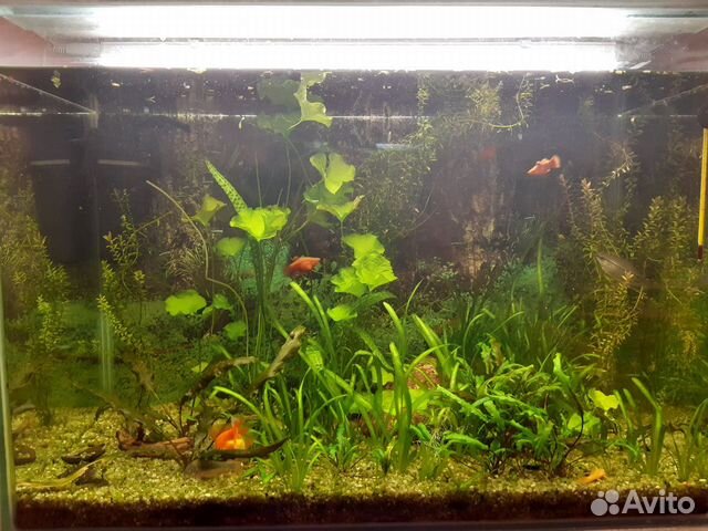 Ведерко растений